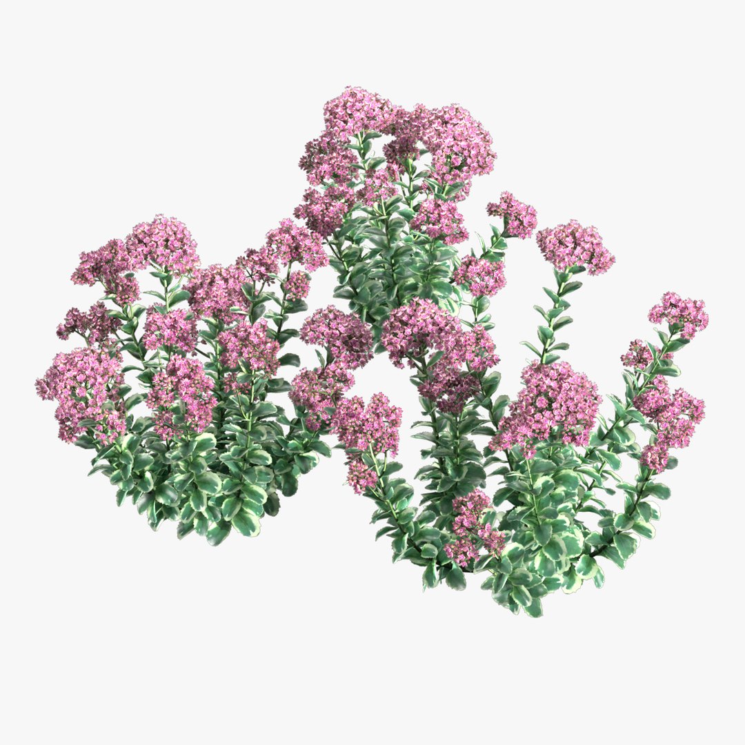 3D Model Sedum Autumn Charm - TurboSquid 1902416