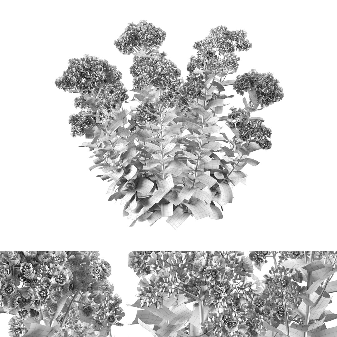 3D Model Sedum Autumn Charm - TurboSquid 1902416