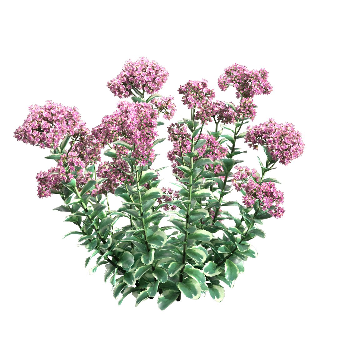 3D Model Sedum Autumn Charm - TurboSquid 1902416