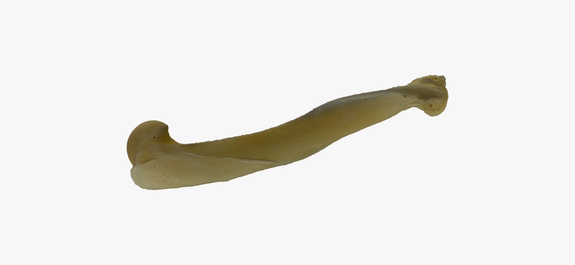 South American Coati Nasua 3D - TurboSquid 1563219