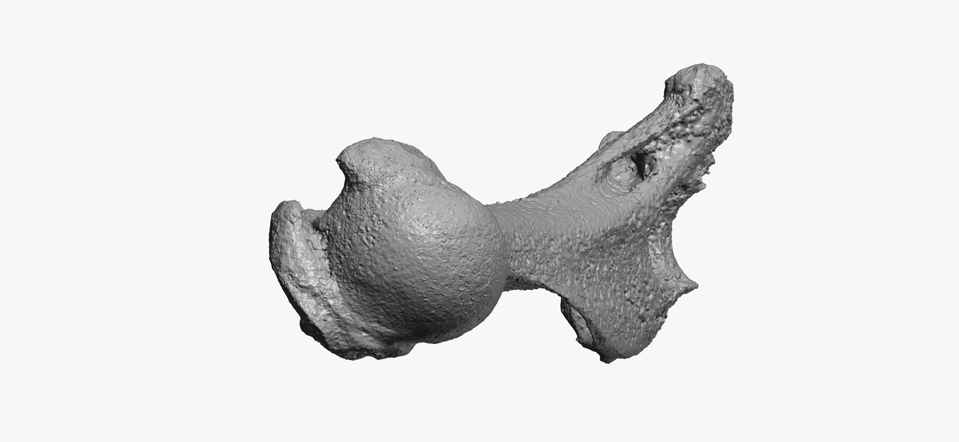 South American Coati Nasua 3D - TurboSquid 1563219