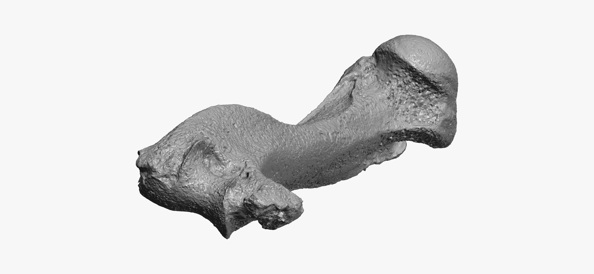 South American Coati Nasua 3D - TurboSquid 1563219