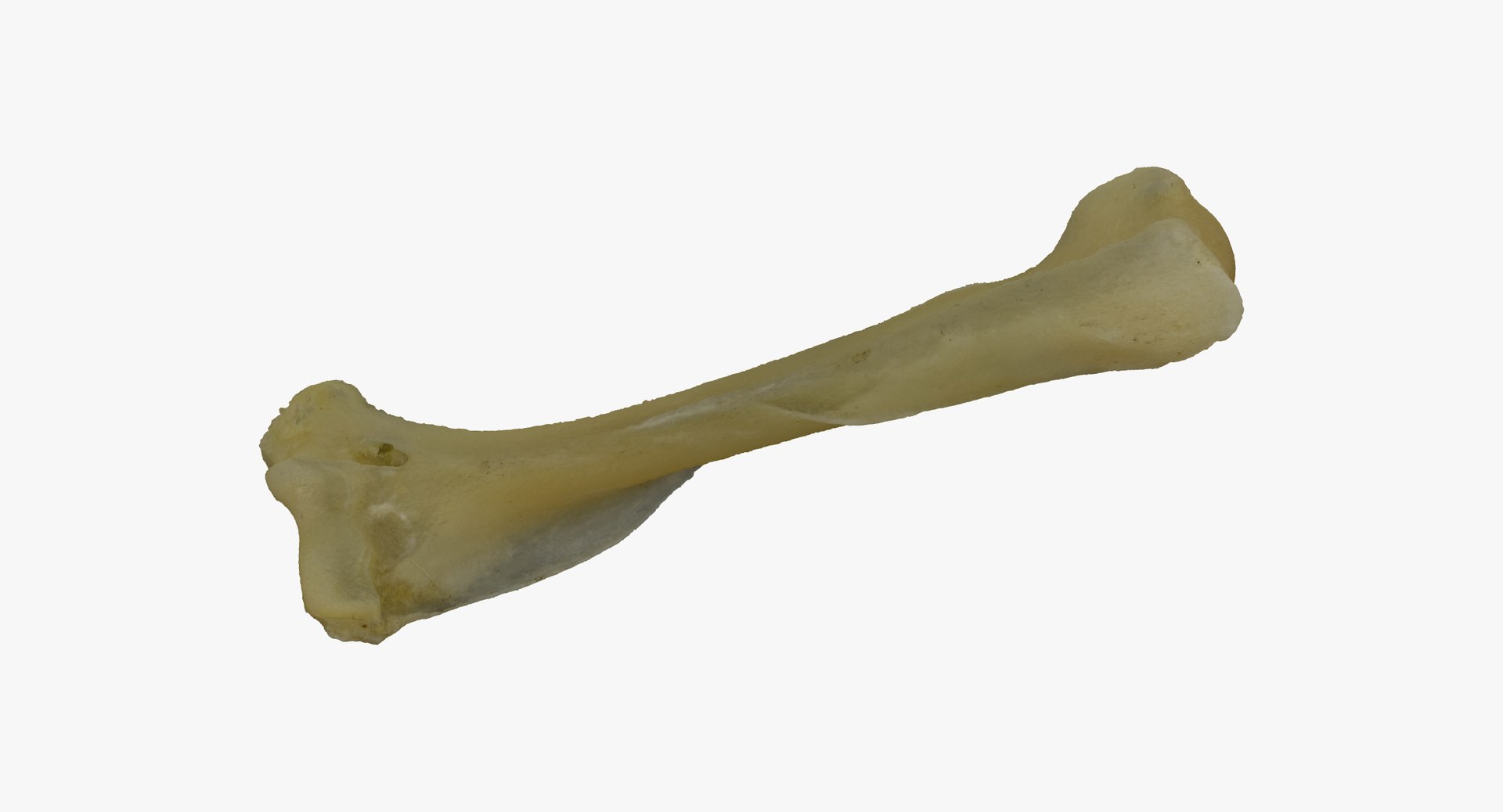 South American Coati Nasua 3D - TurboSquid 1563219