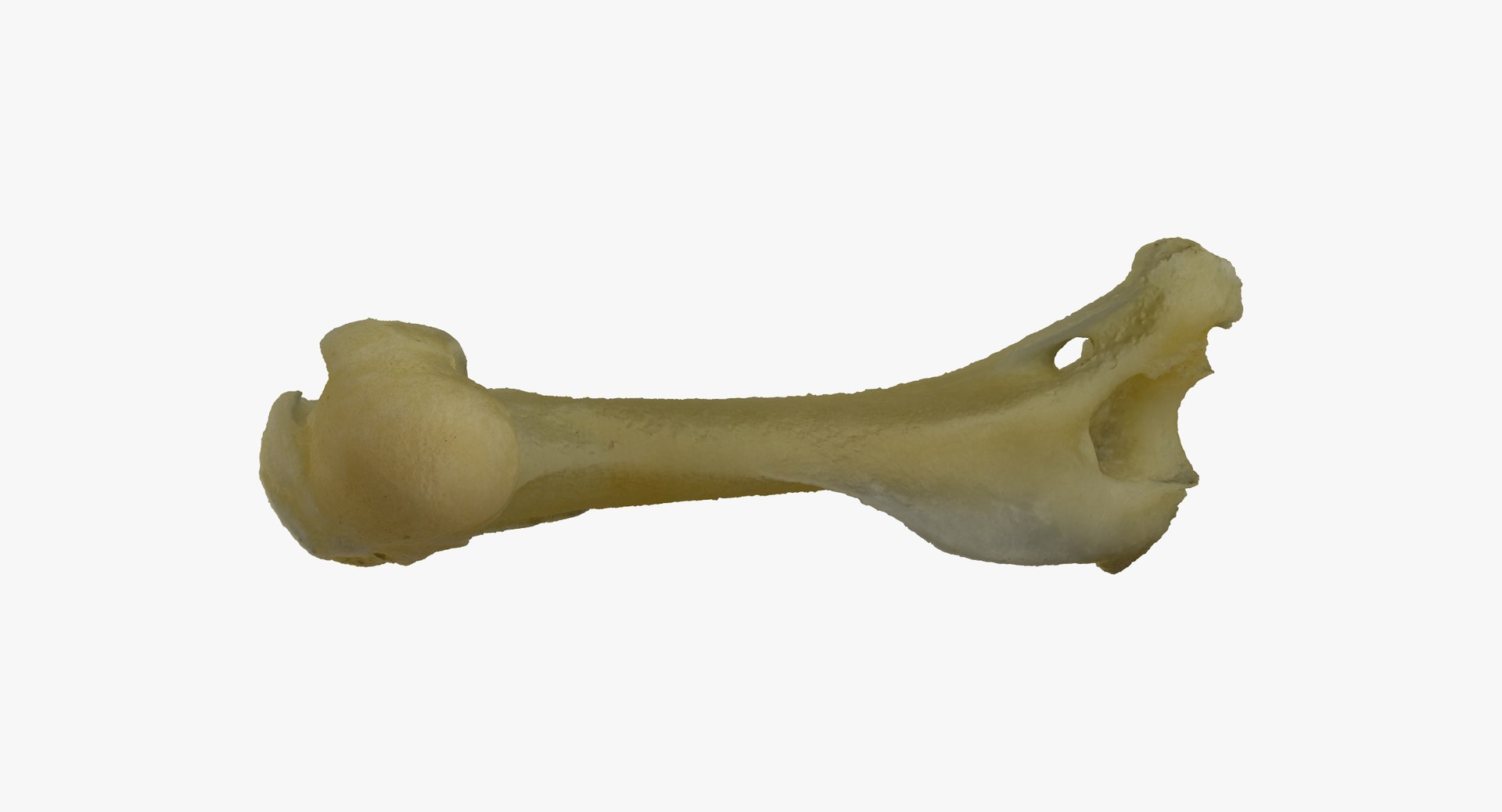 South American Coati Nasua 3D - TurboSquid 1563219