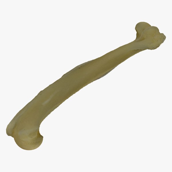 3D Coati Models | TurboSquid