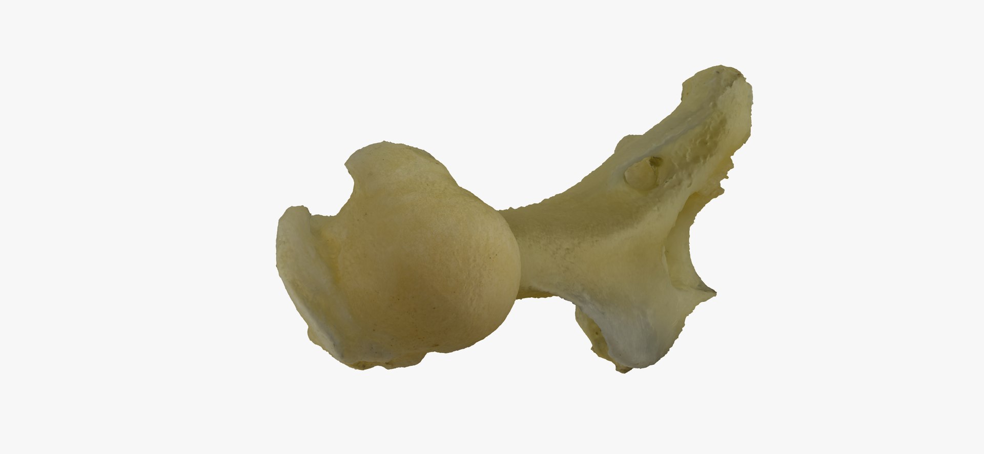 South American Coati Nasua 3D - TurboSquid 1563219