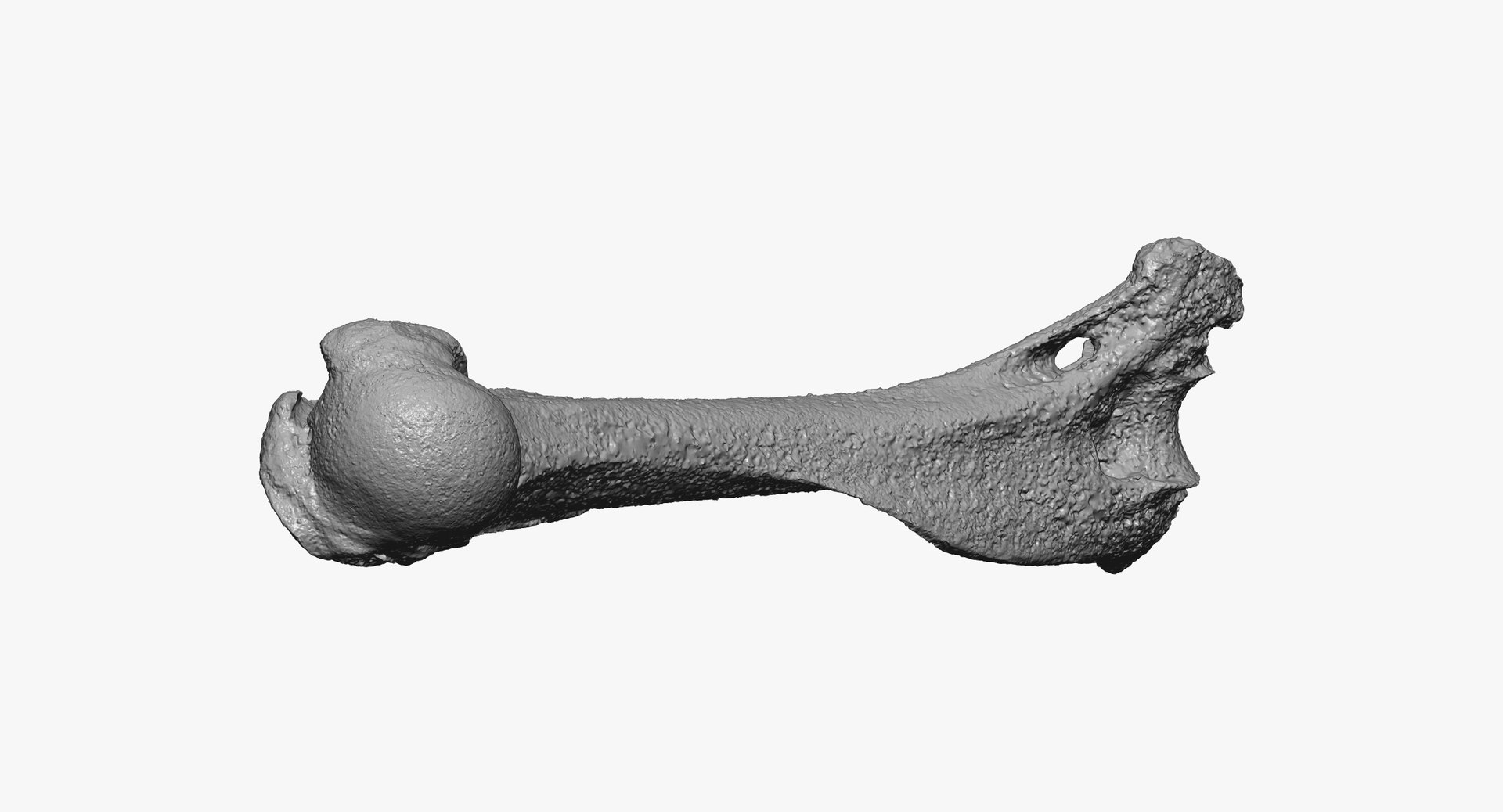 South American Coati Nasua 3D - TurboSquid 1563219