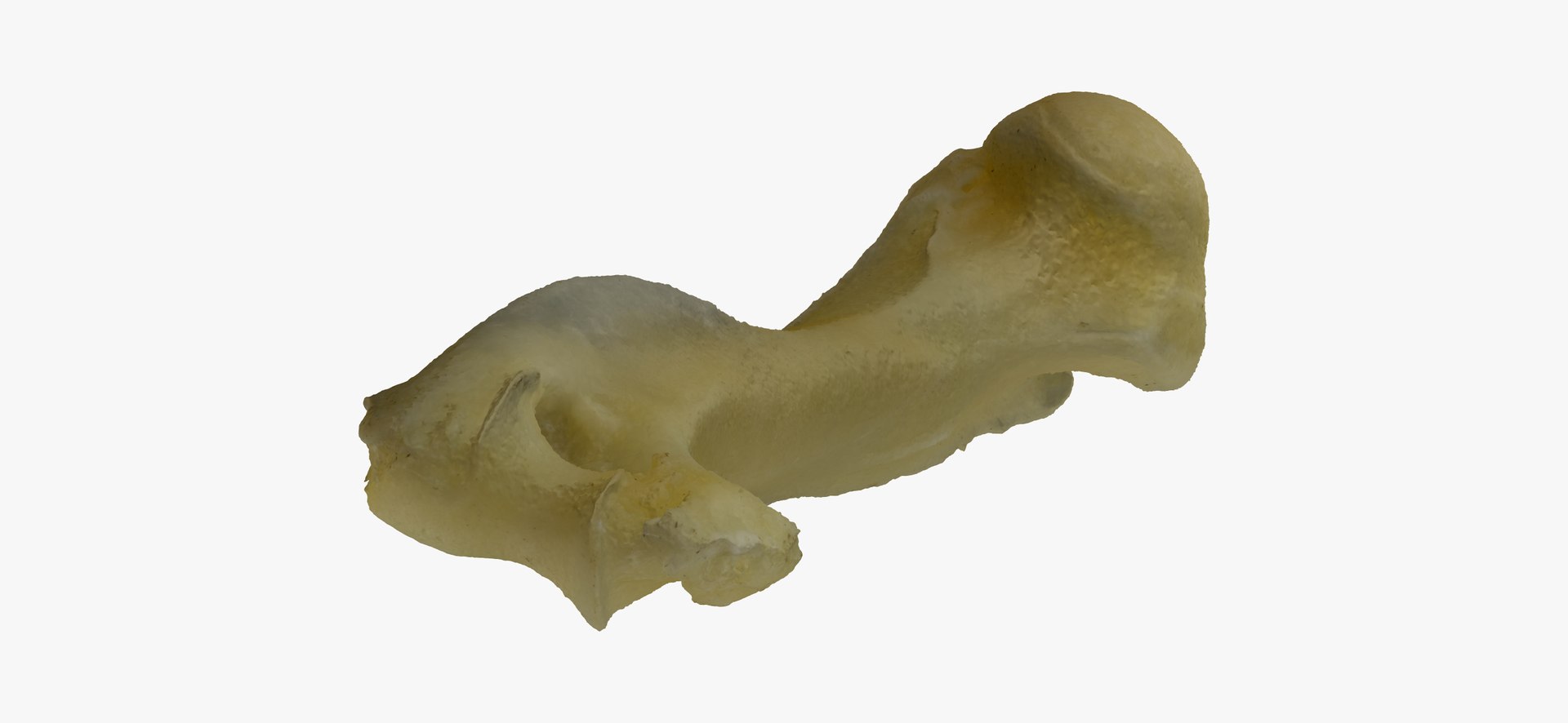 South American Coati Nasua 3D - TurboSquid 1563219