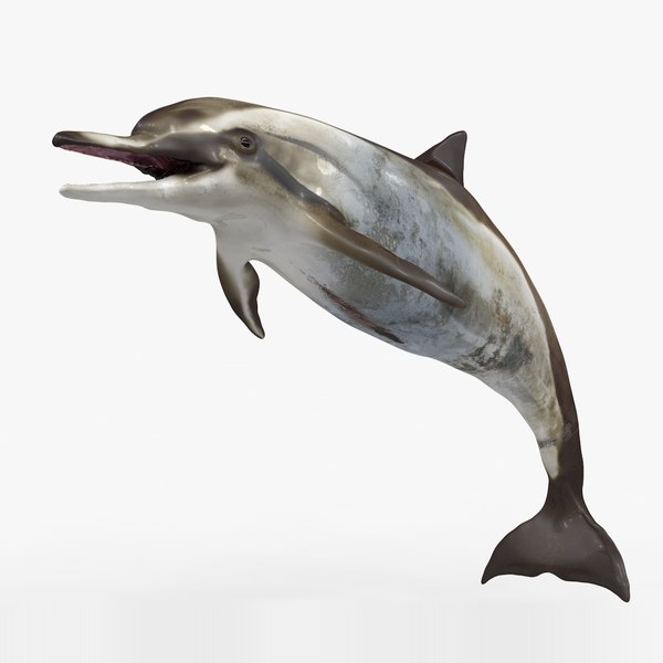 Dolphin rigged 3D model - TurboSquid 1622161