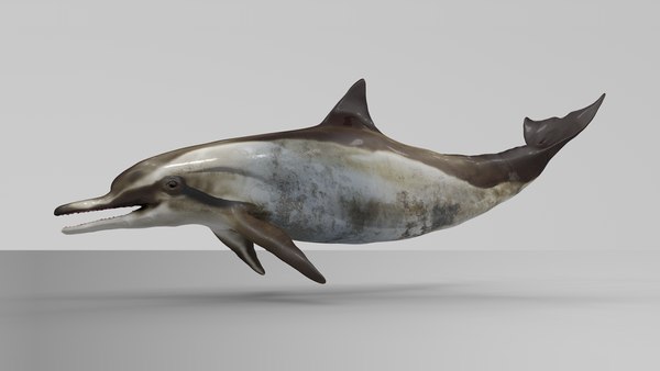 Dolphin rigged 3D model - TurboSquid 1622161