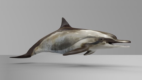 Dolphin rigged 3D model - TurboSquid 1622161