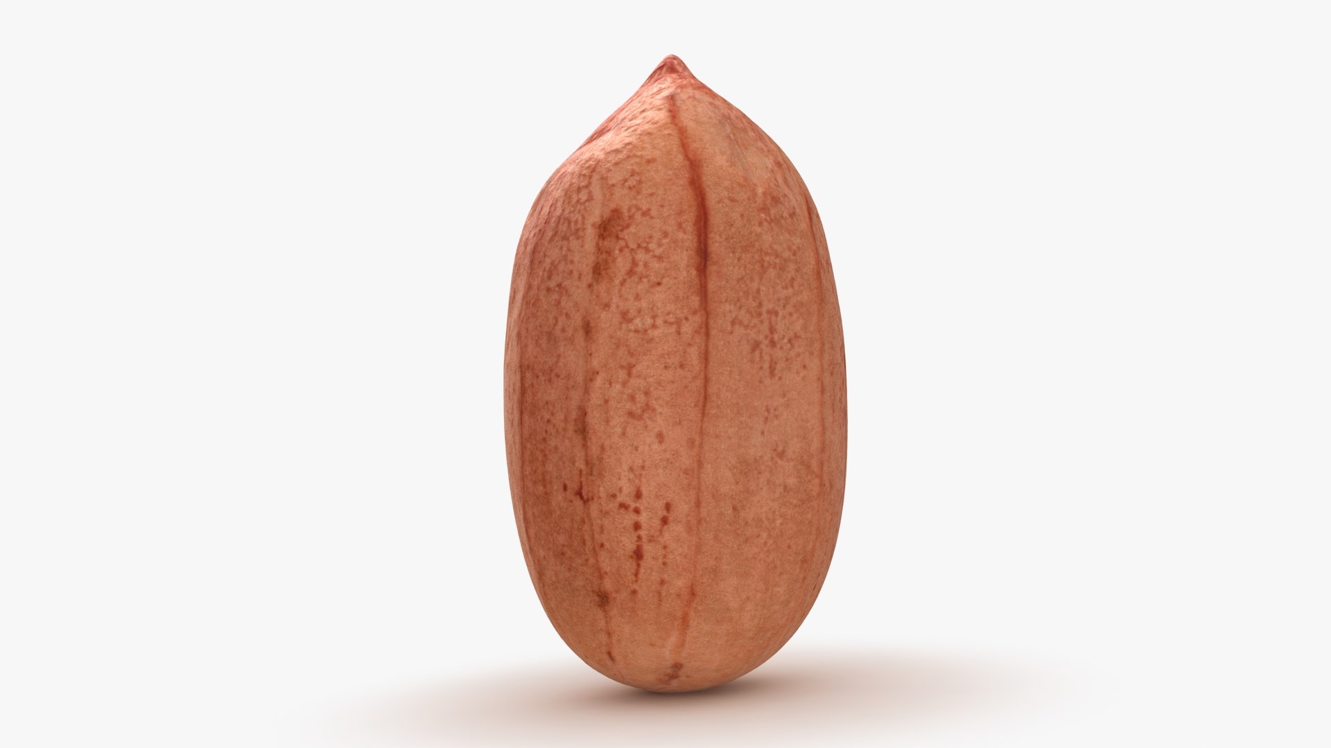 3D Peanut Kernel 02 - TurboSquid 1954423