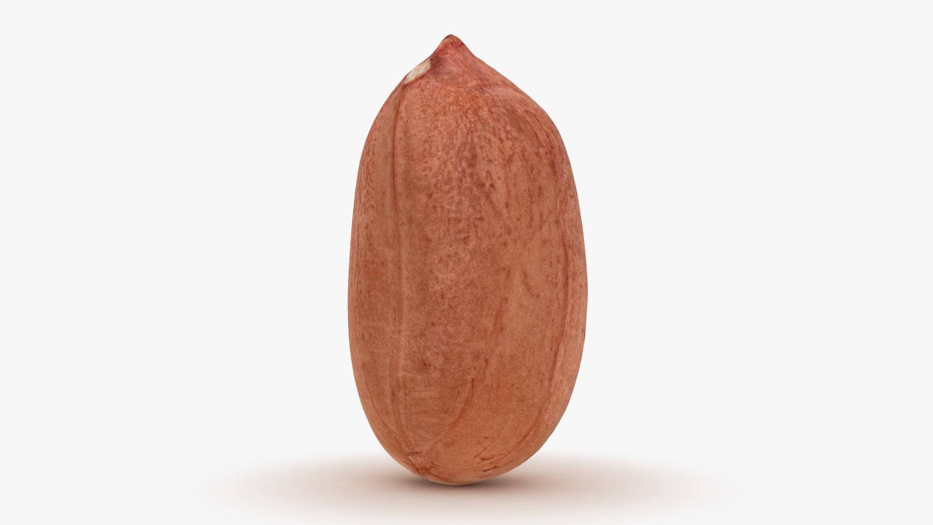 3D Peanut Kernel 02 - TurboSquid 1954423