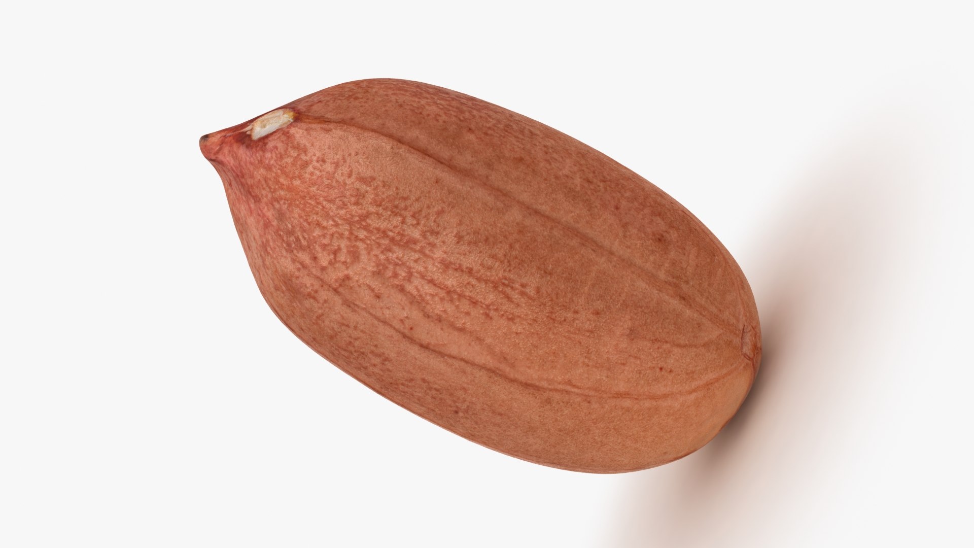 3D Peanut Kernel 02 - TurboSquid 1954423