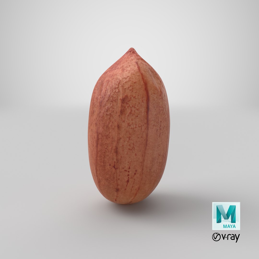 3D Peanut Kernel 02 - TurboSquid 1954423