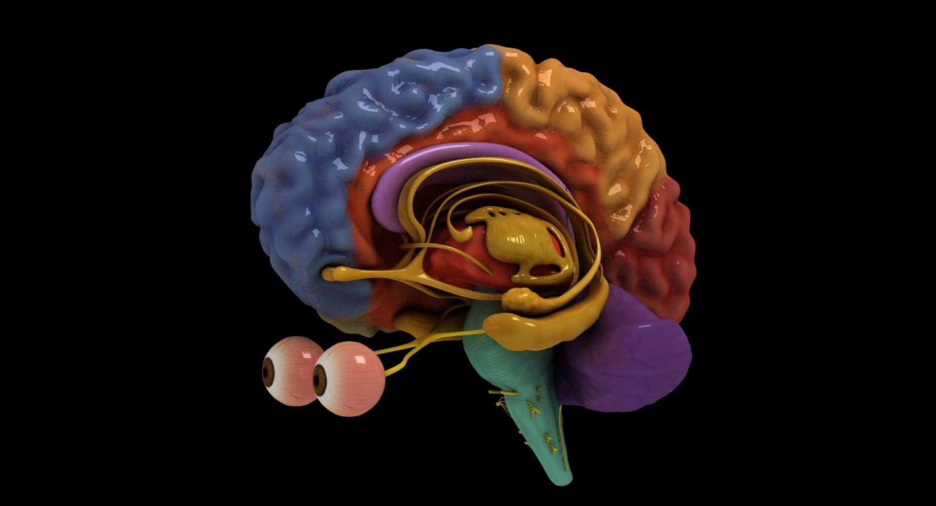 3D Colorful Separated Brain Nerves Model - TurboSquid 1364793