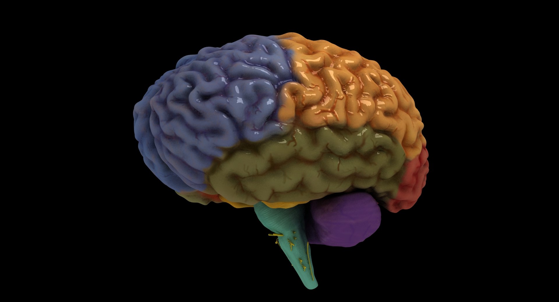 3D Colorful Separated Brain Nerves Model - TurboSquid 1364793