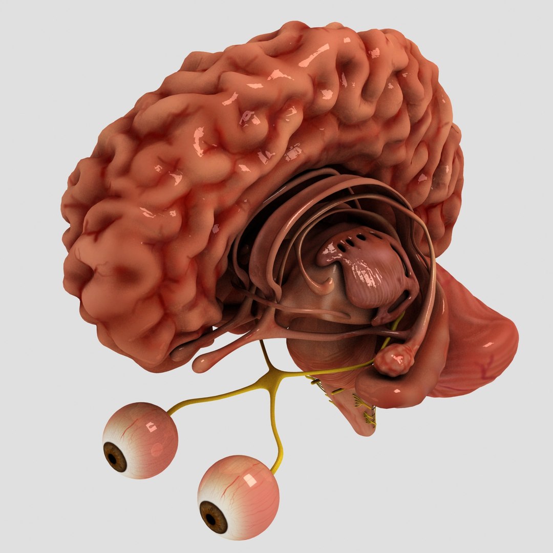 3D Colorful Separated Brain Nerves Model - TurboSquid 1364793