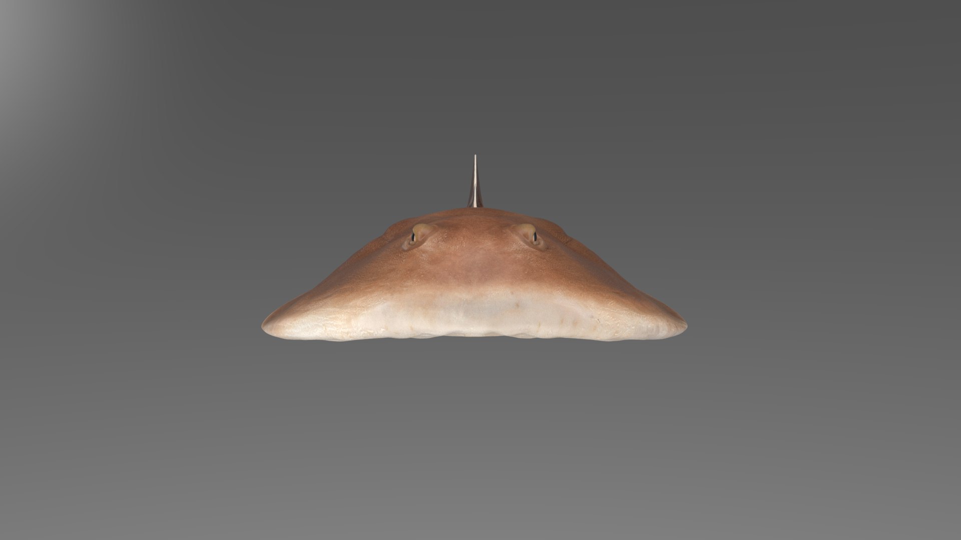 3D Sleeper Ray - TurboSquid 1986236