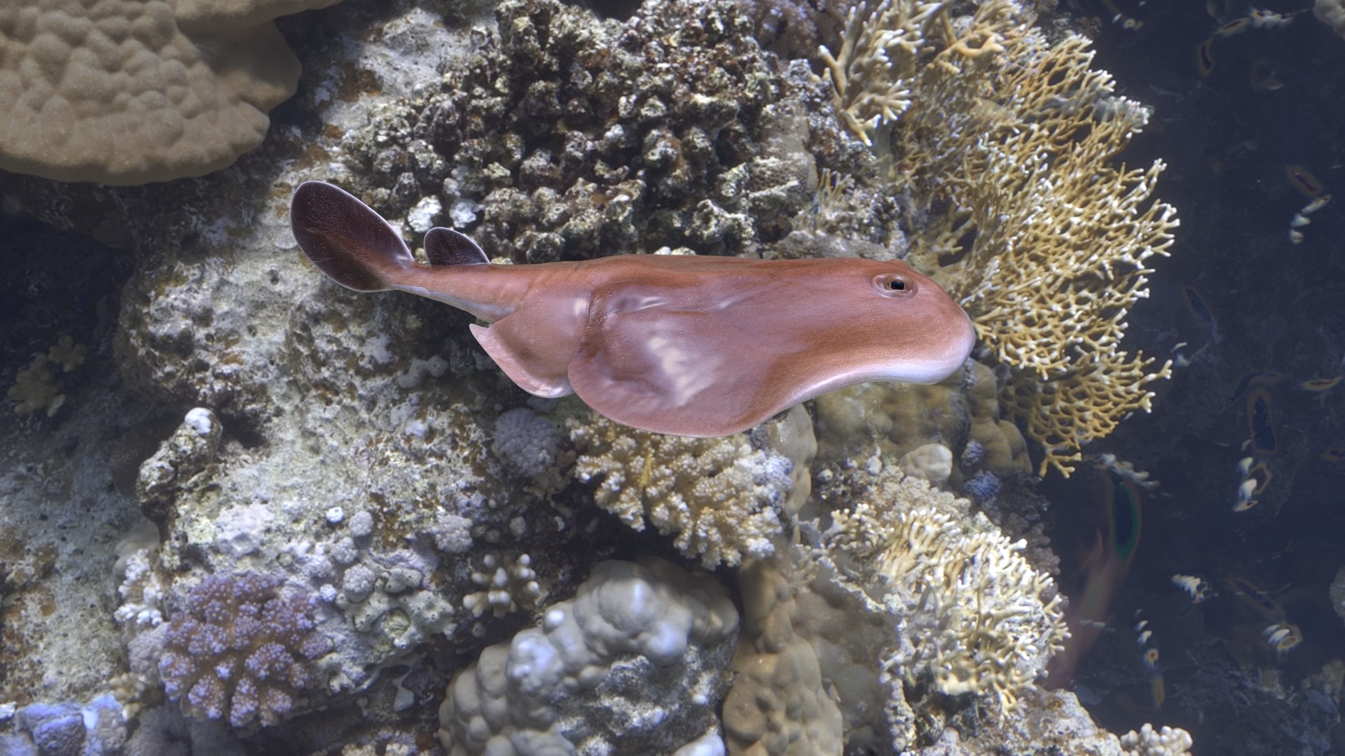 3D Sleeper Ray - TurboSquid 1986236