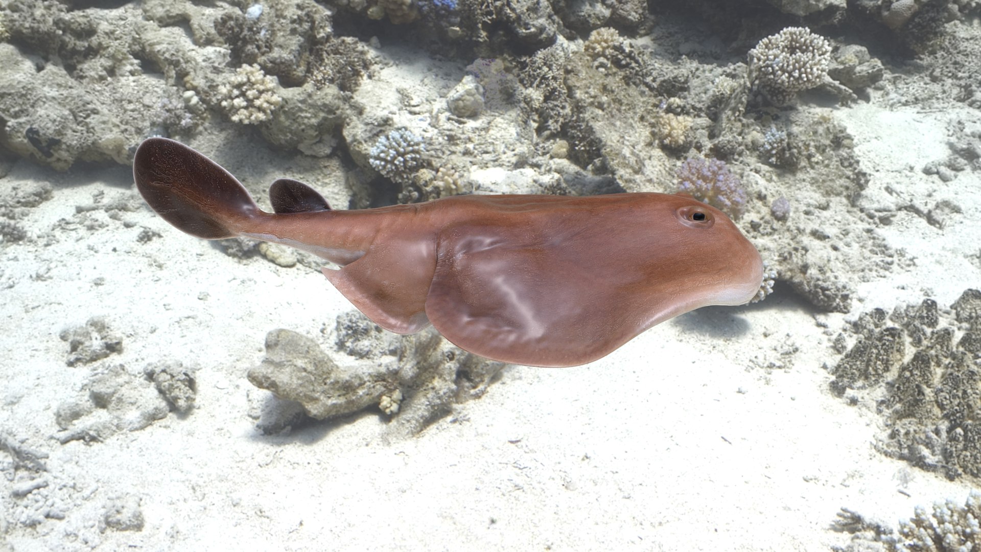 3D Sleeper Ray - TurboSquid 1986236