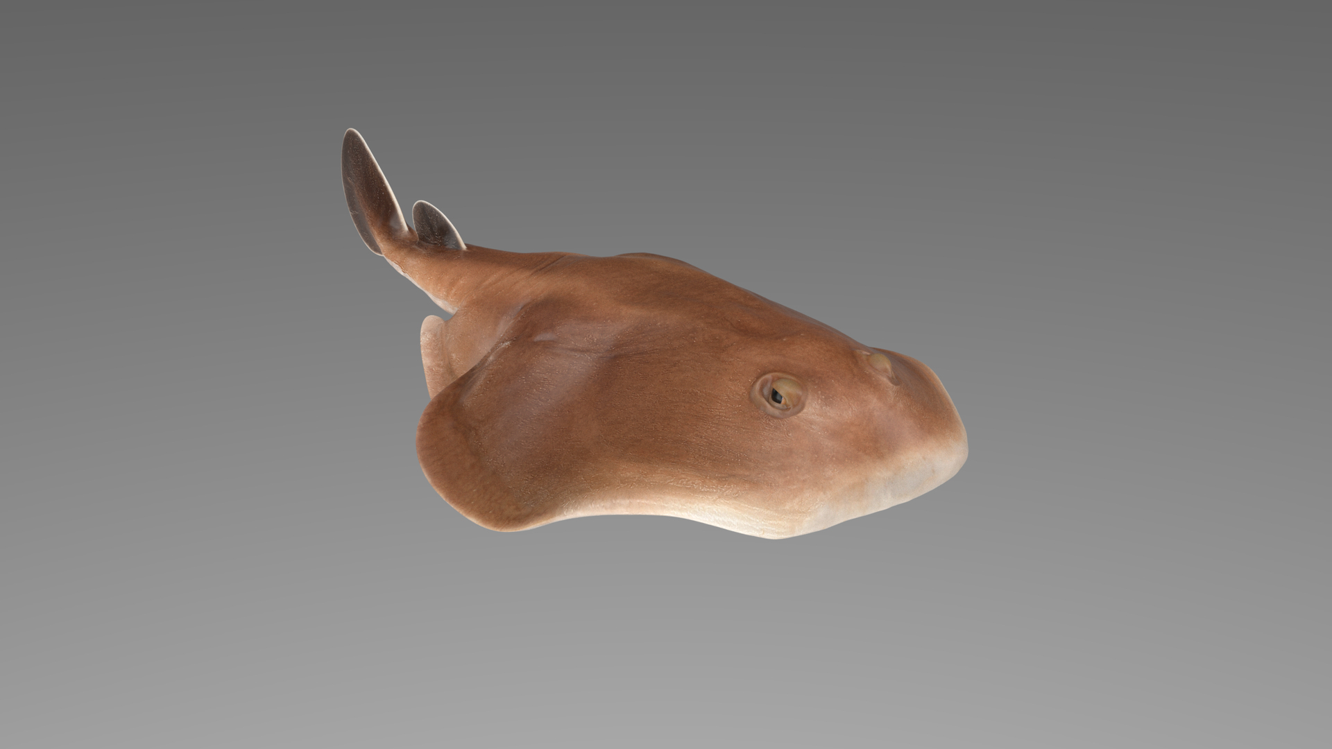 3D Sleeper Ray - TurboSquid 1986236