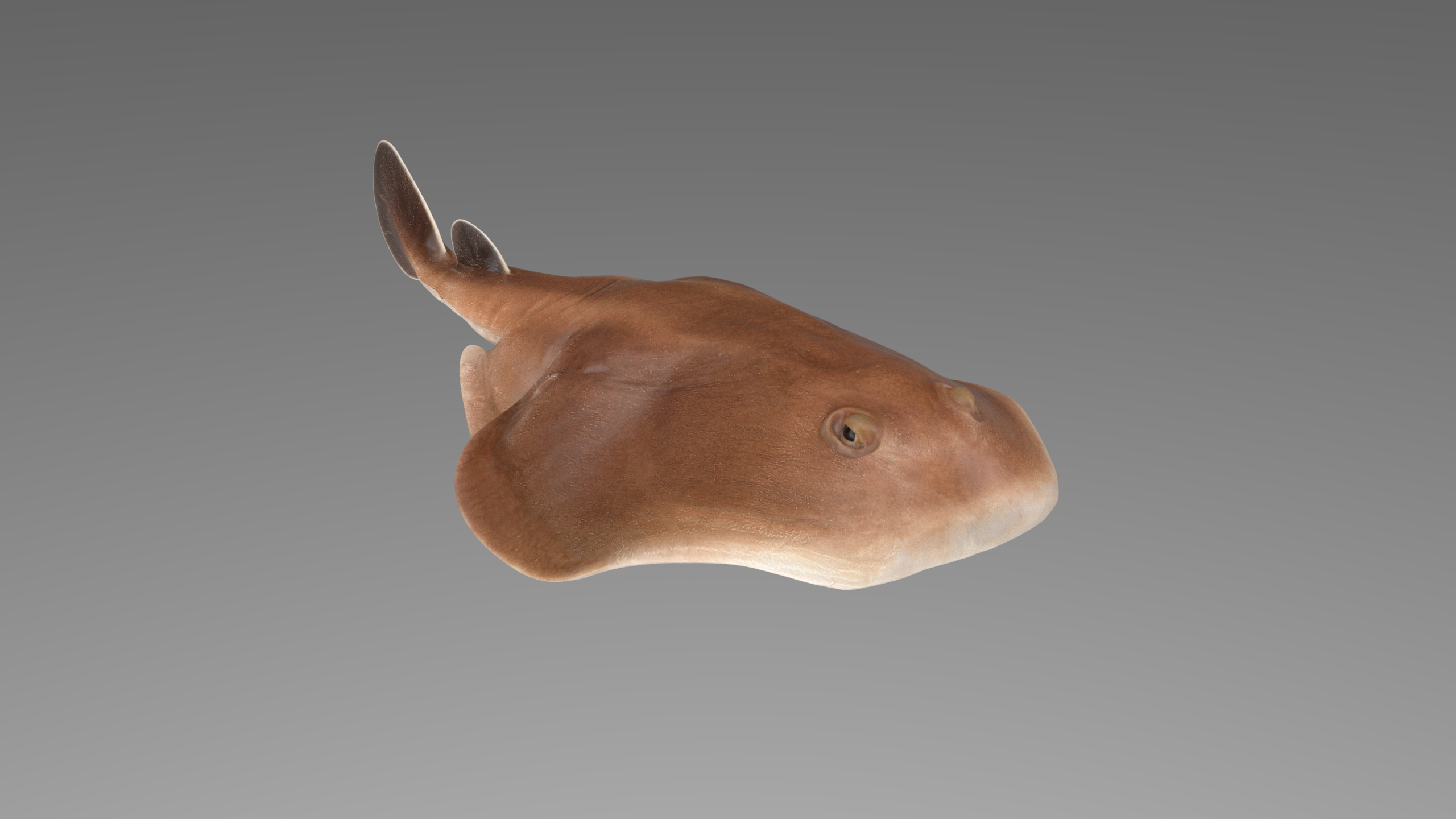 3D Sleeper Ray - TurboSquid 1986236