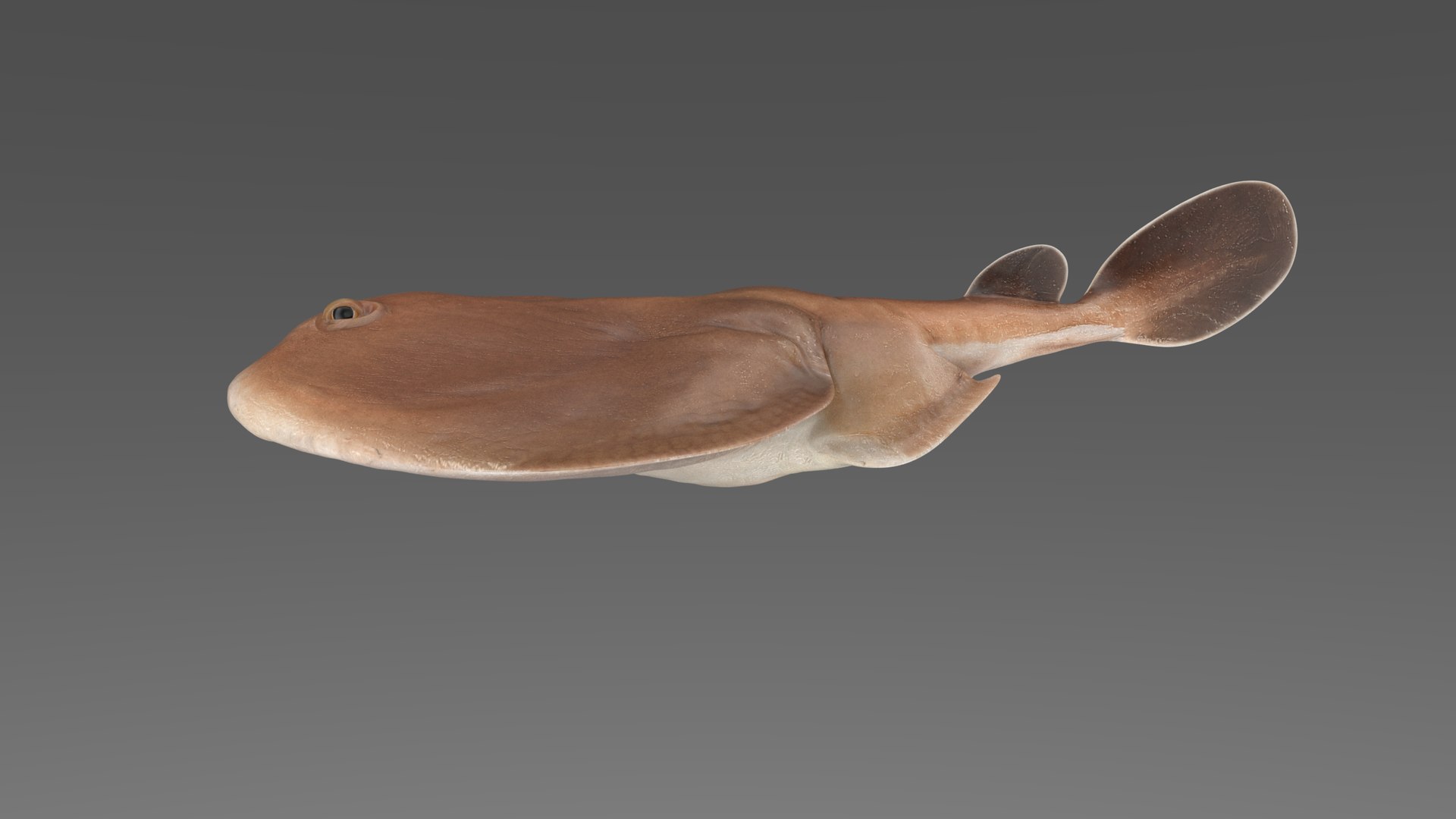 3D Sleeper Ray - TurboSquid 1986236