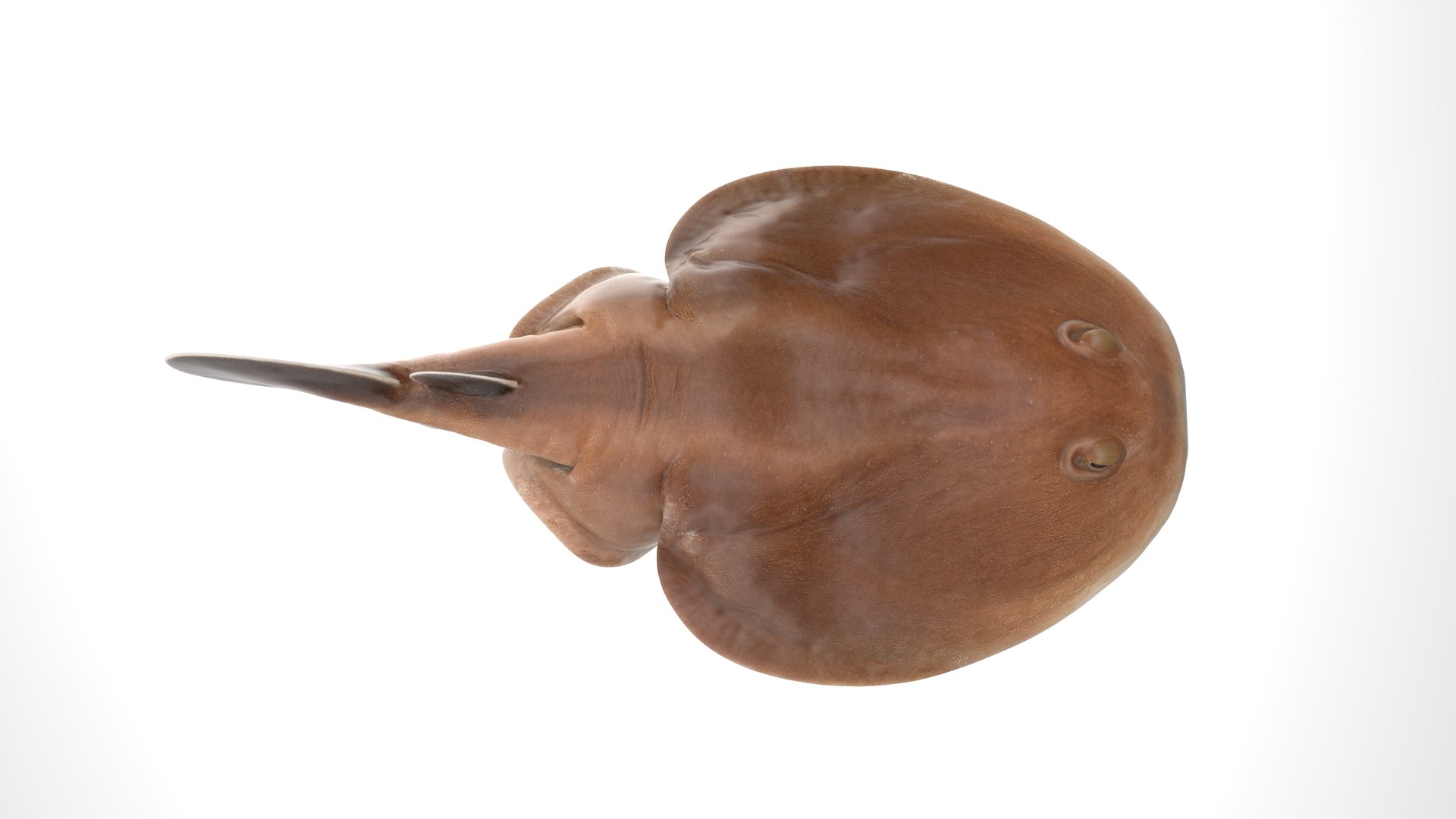 3D Sleeper Ray - TurboSquid 1986236