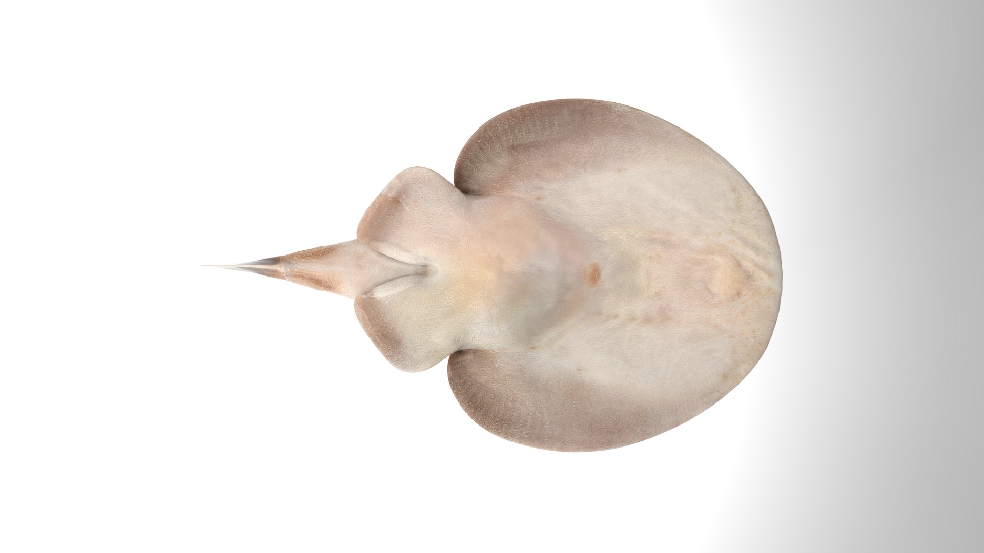 3D Sleeper Ray - TurboSquid 1986236