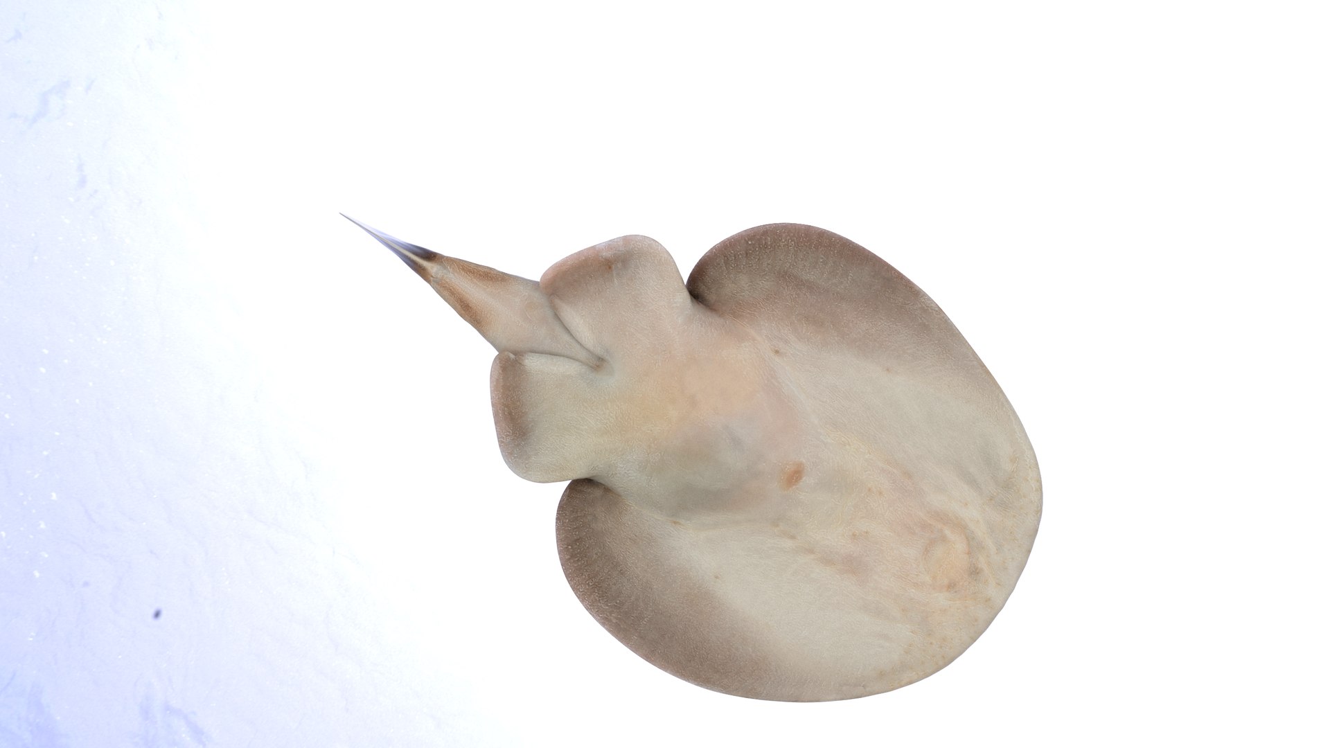 3D Sleeper Ray - TurboSquid 1986236