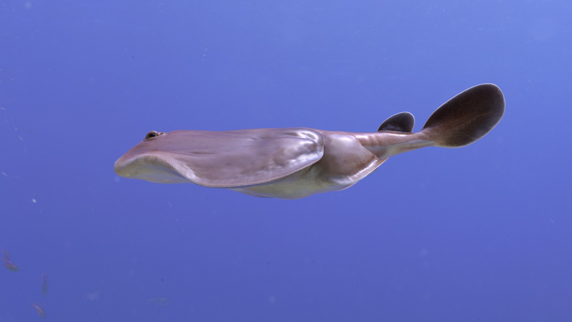 3D Sleeper Ray - TurboSquid 1986236