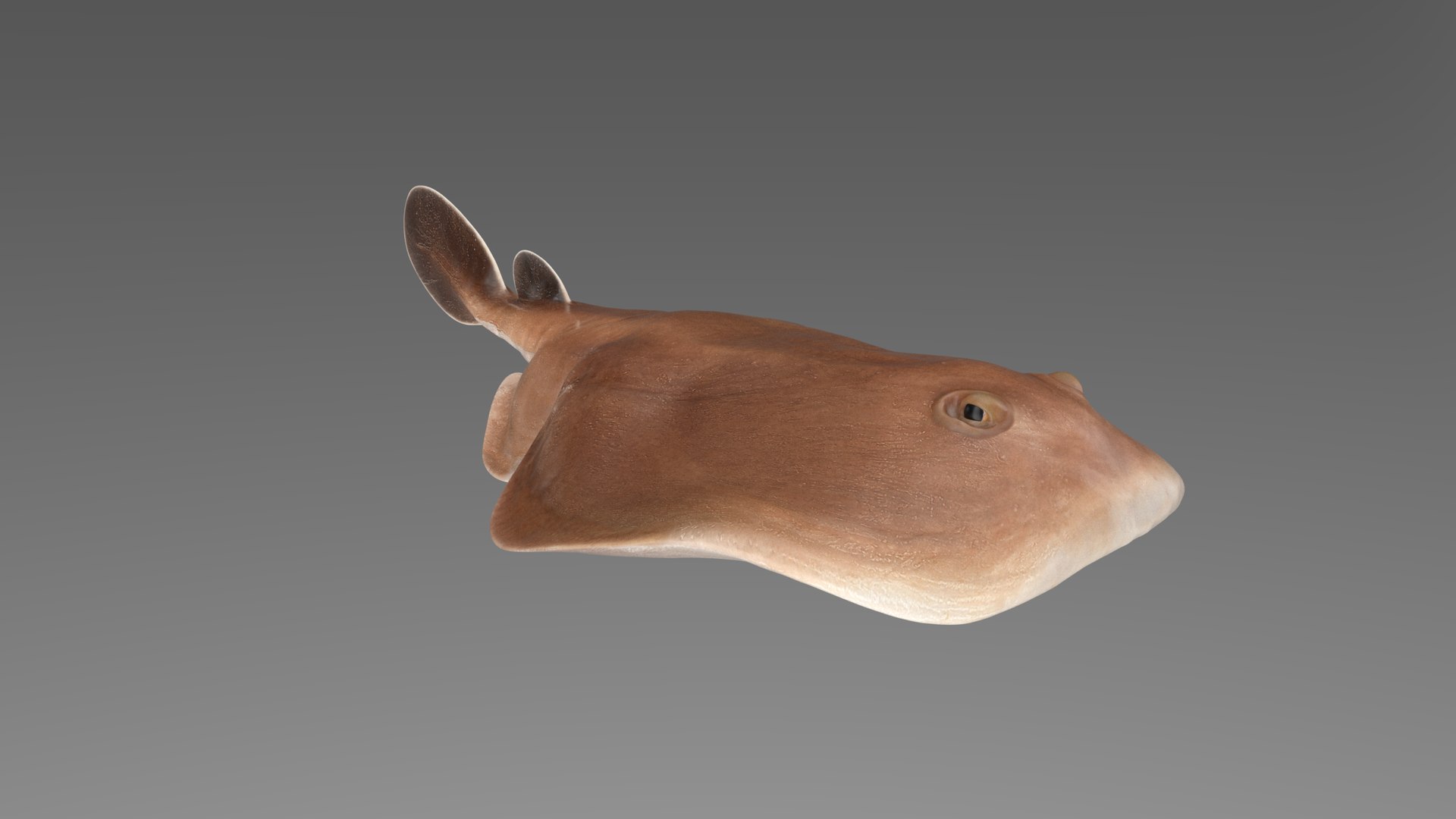 3D Sleeper Ray - TurboSquid 1986236