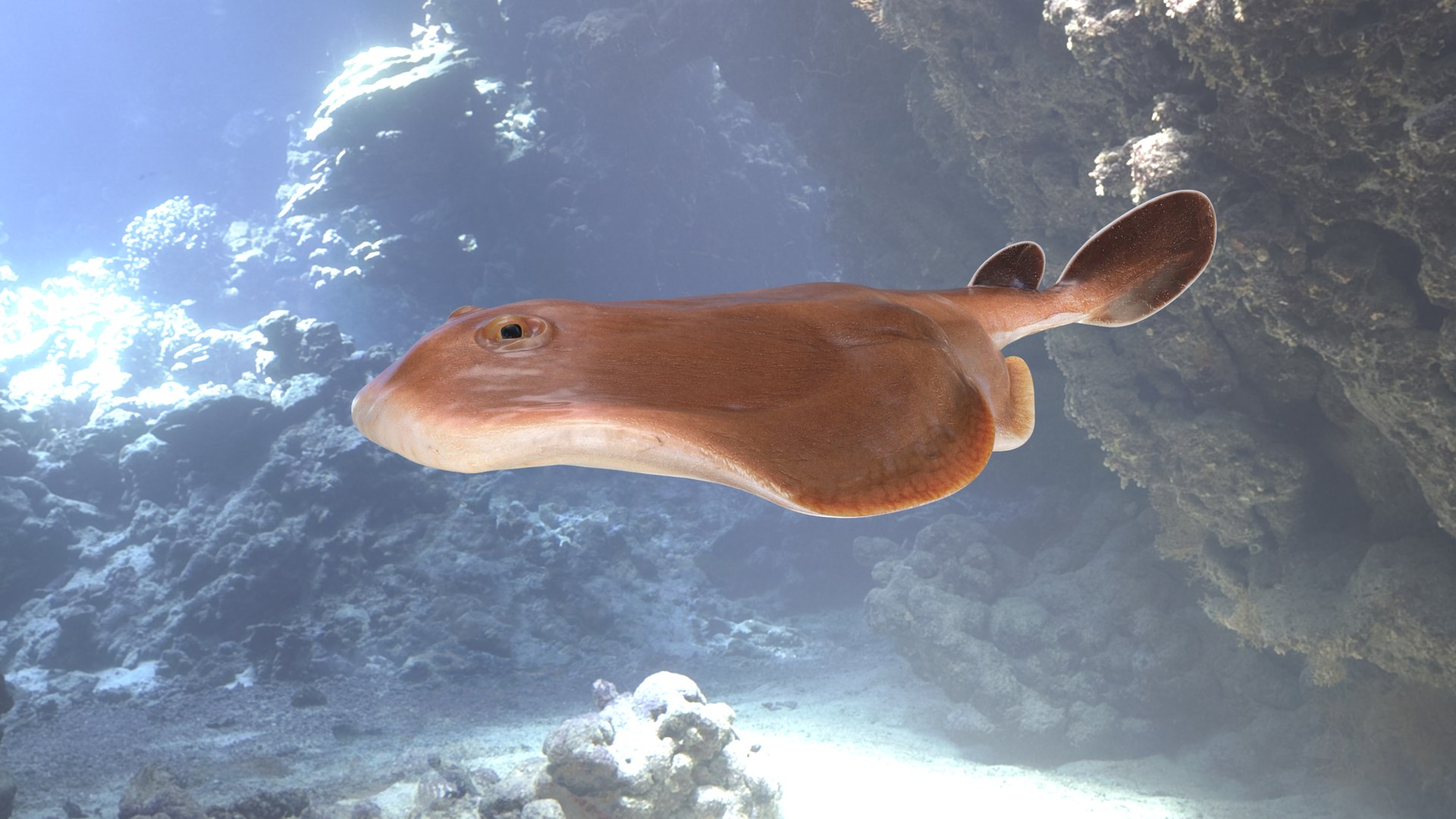 3D Sleeper Ray - TurboSquid 1986236