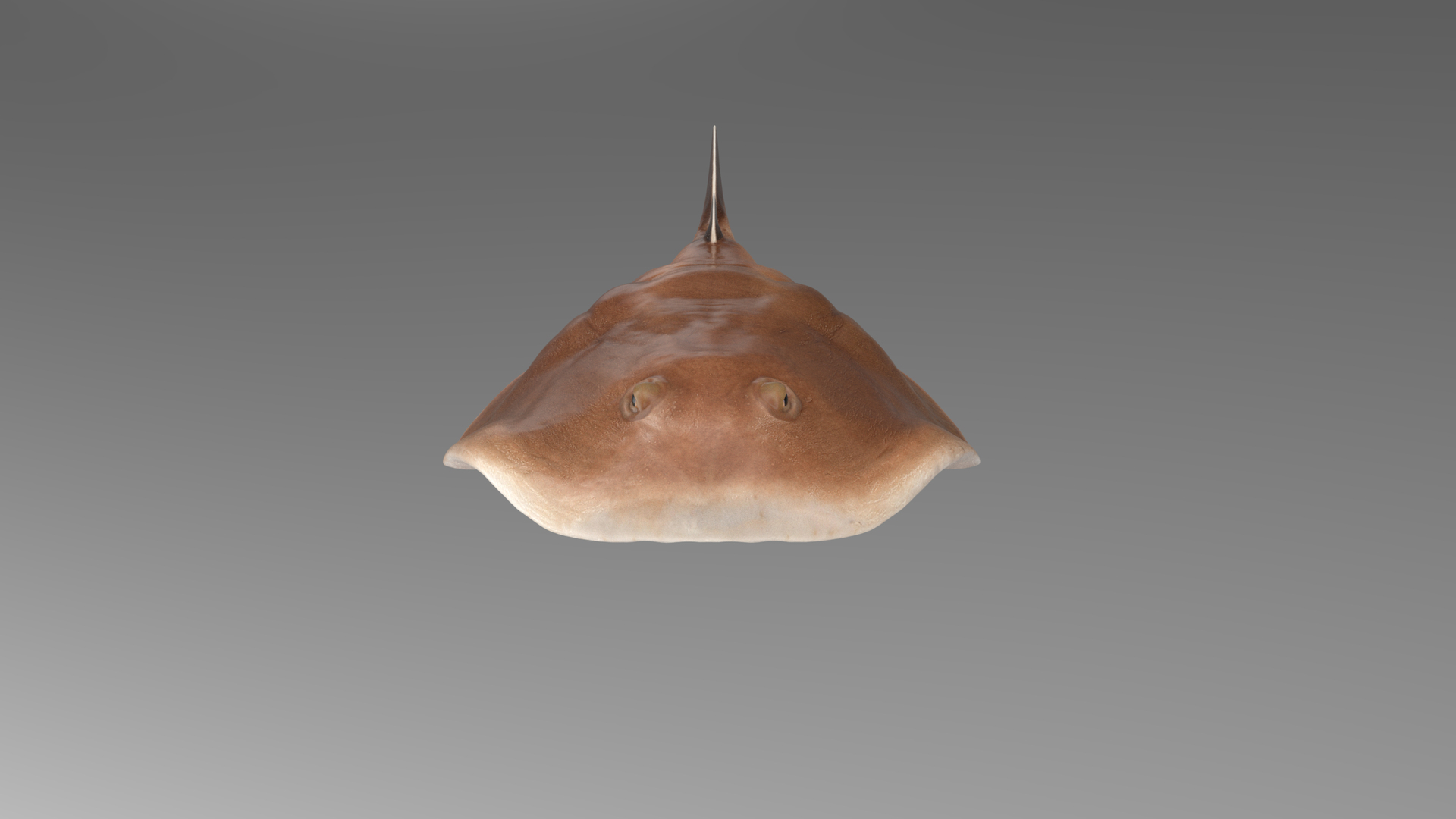 3D Sleeper Ray - TurboSquid 1986236