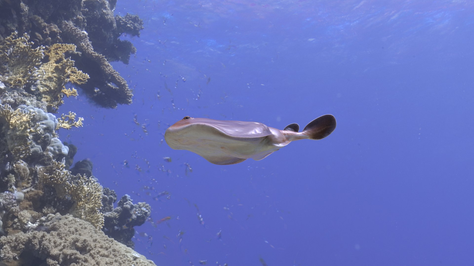 3D Sleeper Ray - TurboSquid 1986236