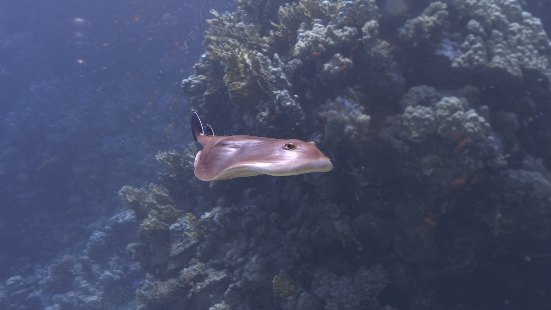 3D Sleeper Ray - TurboSquid 1986236