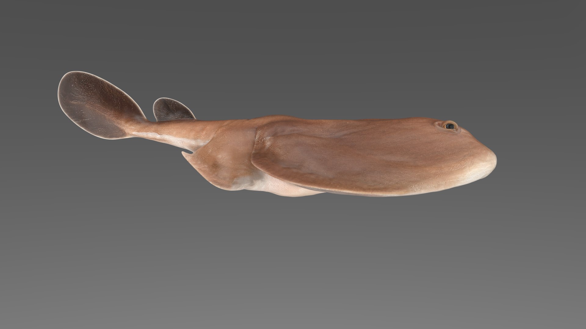 3D Sleeper Ray - TurboSquid 1986236