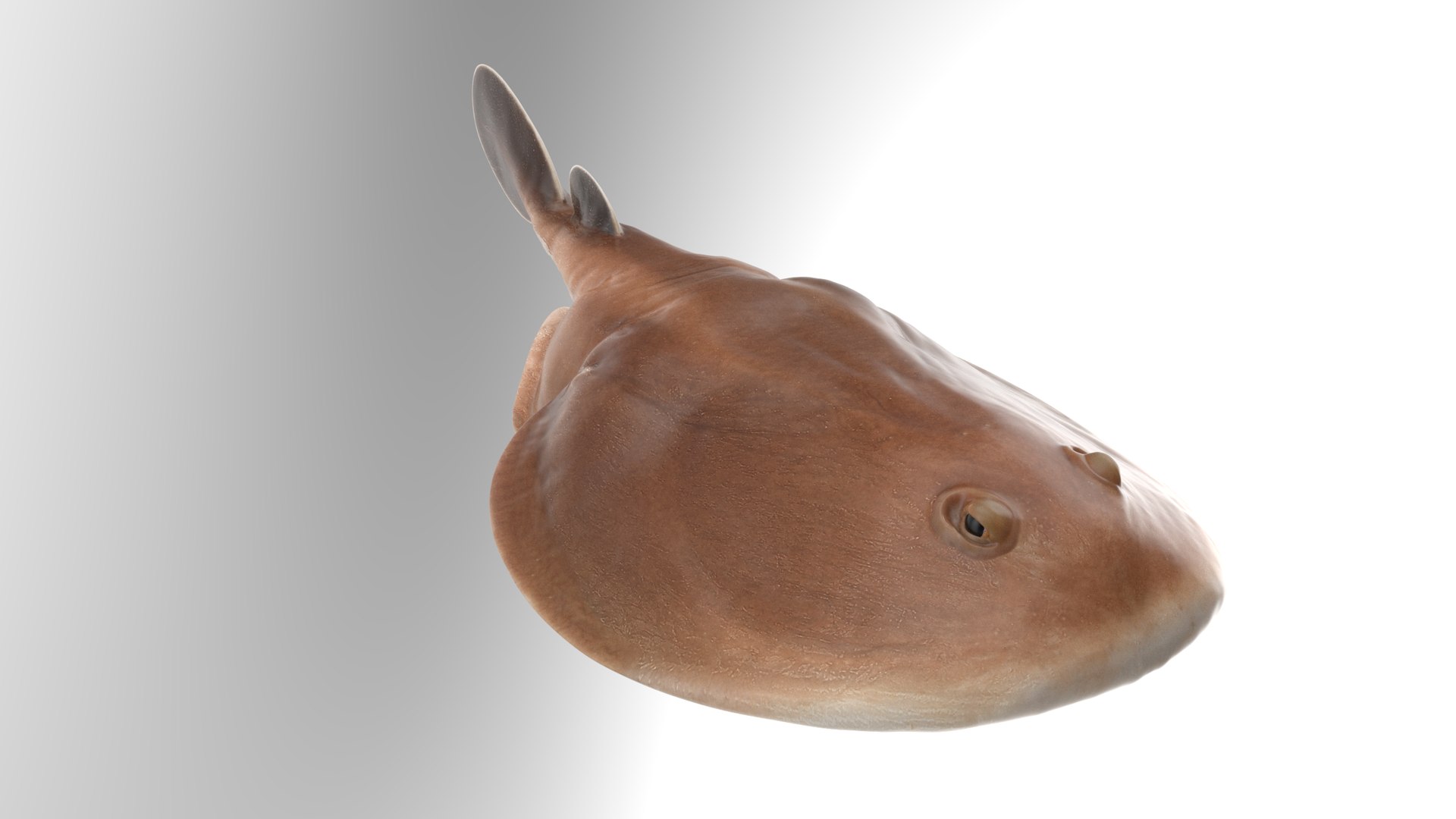 3D Sleeper Ray - TurboSquid 1986236