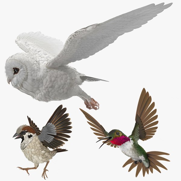 Hummingbird 3D Models for Download | TurboSquid
