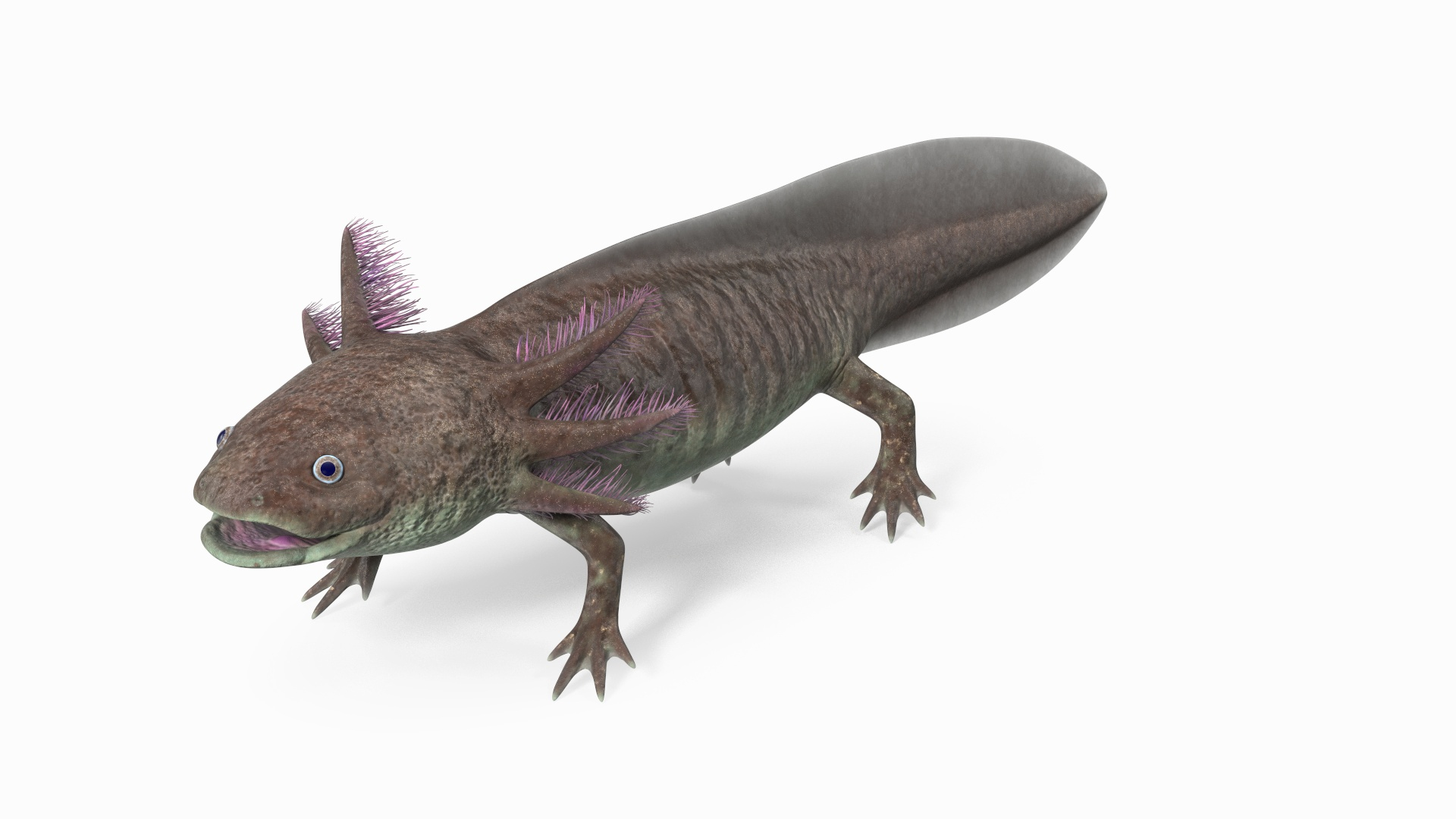 3D Mexican Brown Axolotl Rigged For Maya Model - TurboSquid 2248323
