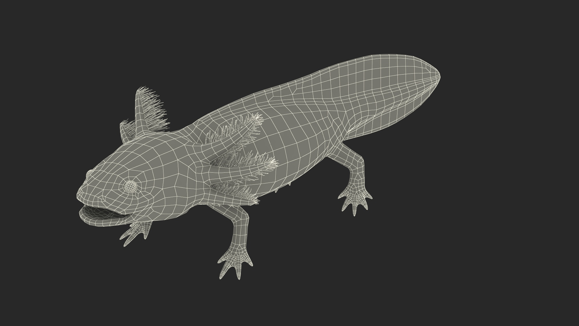 3D Mexican Brown Axolotl Rigged For Maya Model - TurboSquid 2248323