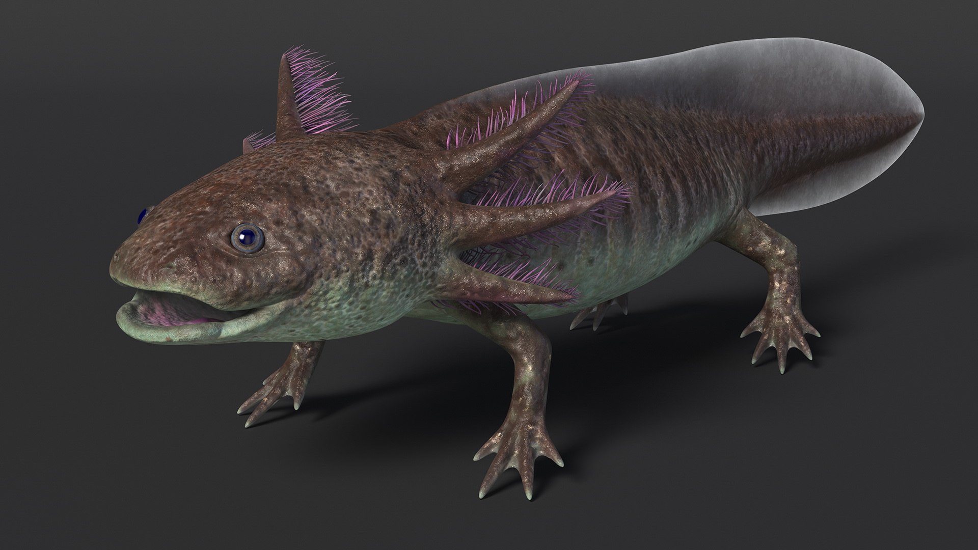 3D Mexican Brown Axolotl Rigged For Maya Model - TurboSquid 2248323