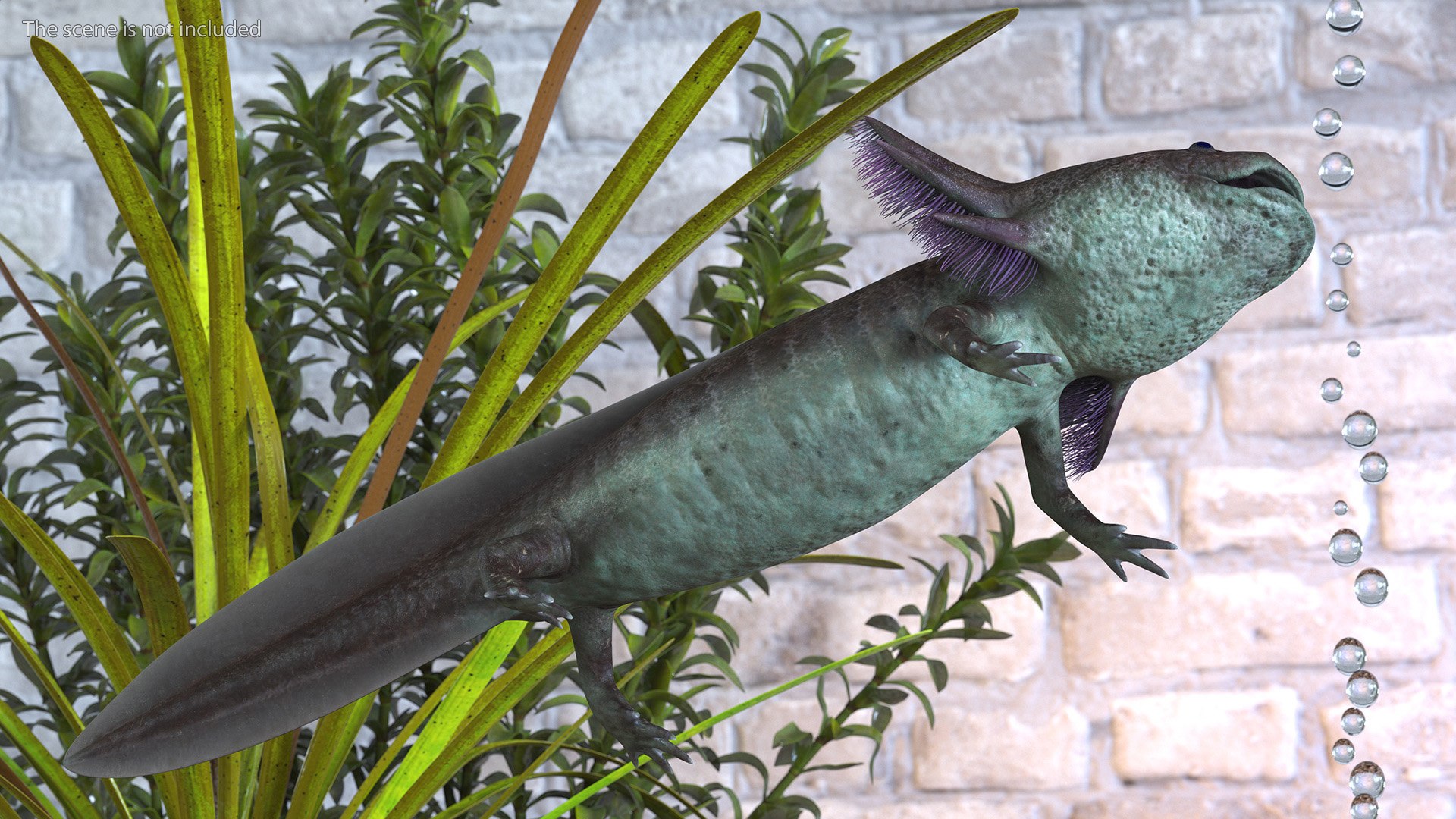 3D Mexican Brown Axolotl Rigged For Maya Model - TurboSquid 2248323