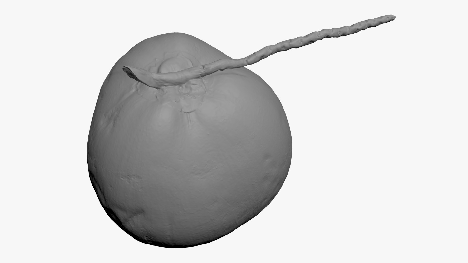 Green Coconut With Stem 02 For 3D Print 3D Model - TurboSquid 2319488
