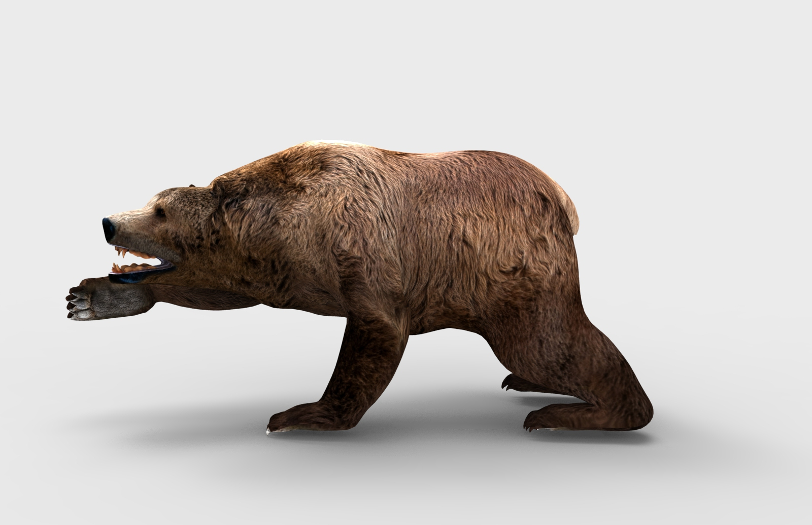 3D brown bear animation - TurboSquid 1224588
