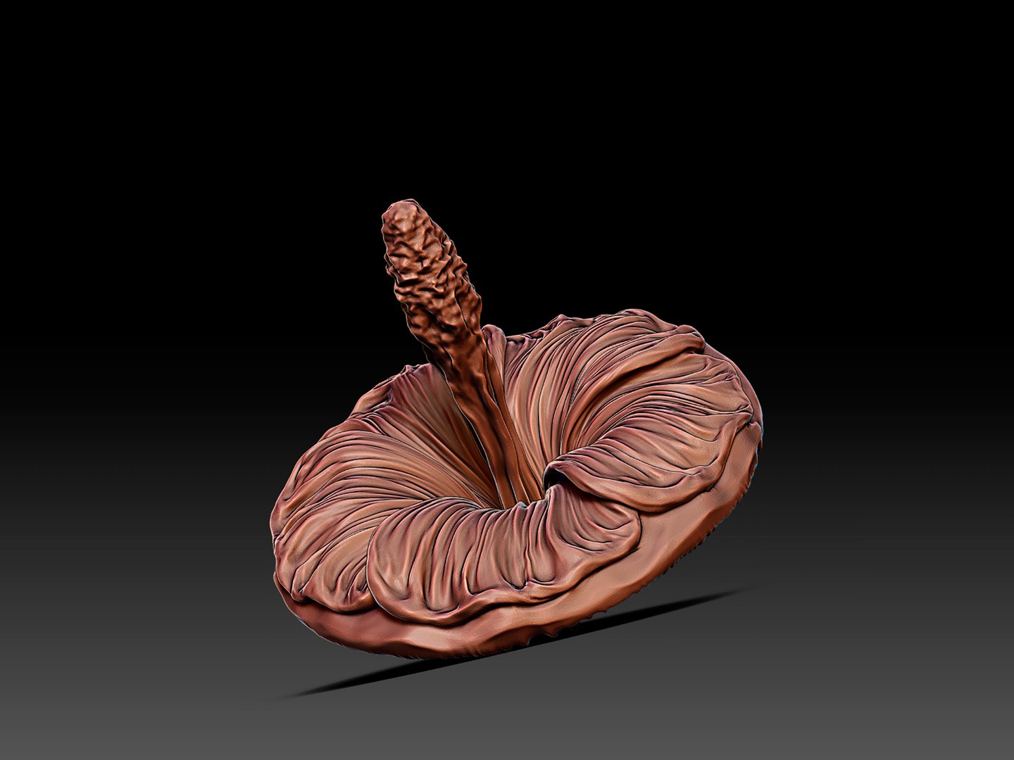 Mallow Flower Spinning Top Toy Or Decor 3D Model - TurboSquid 2427352