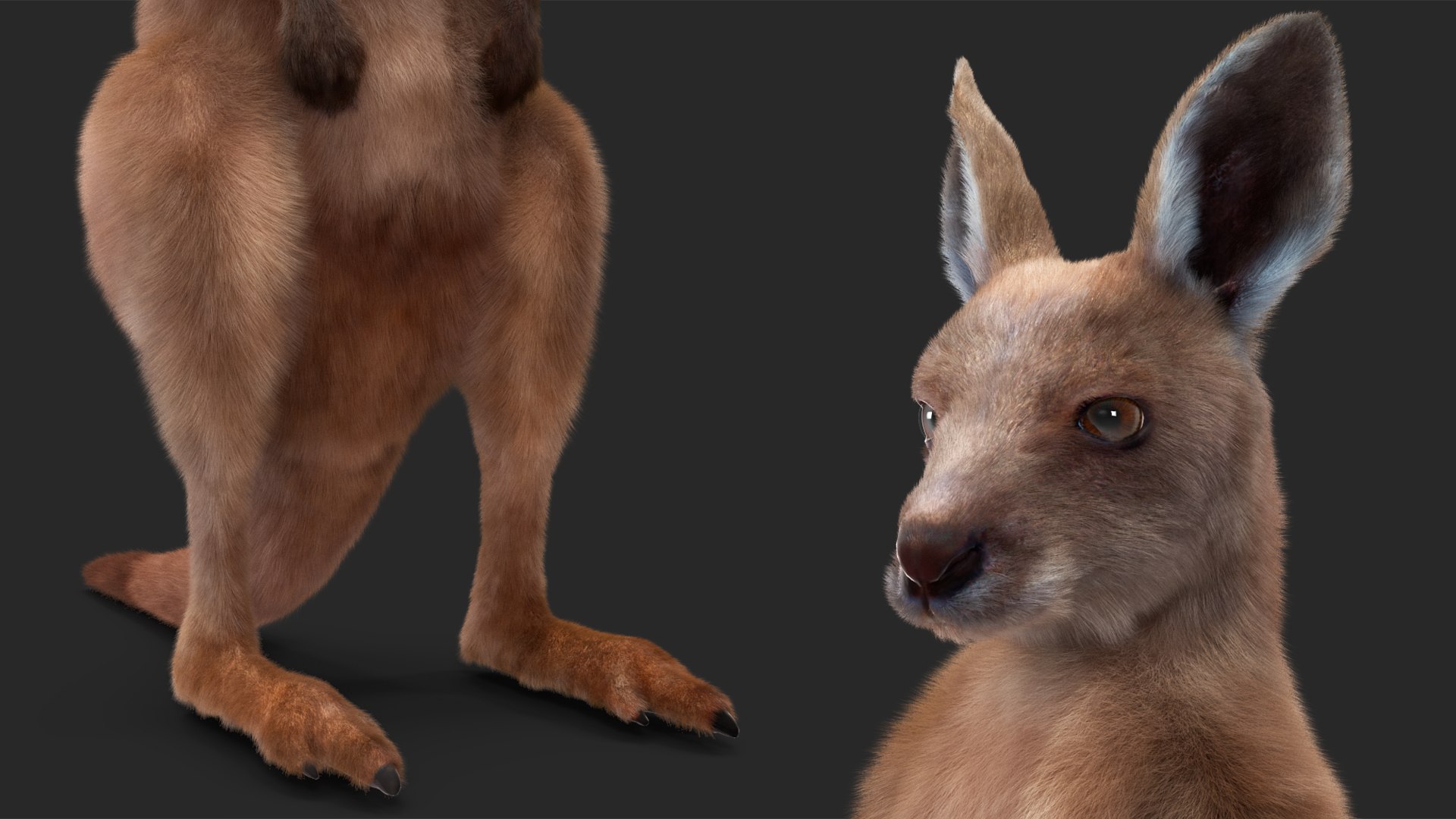 Baby Kangaroo In Standing Pose Fur Model - TurboSquid 2250665