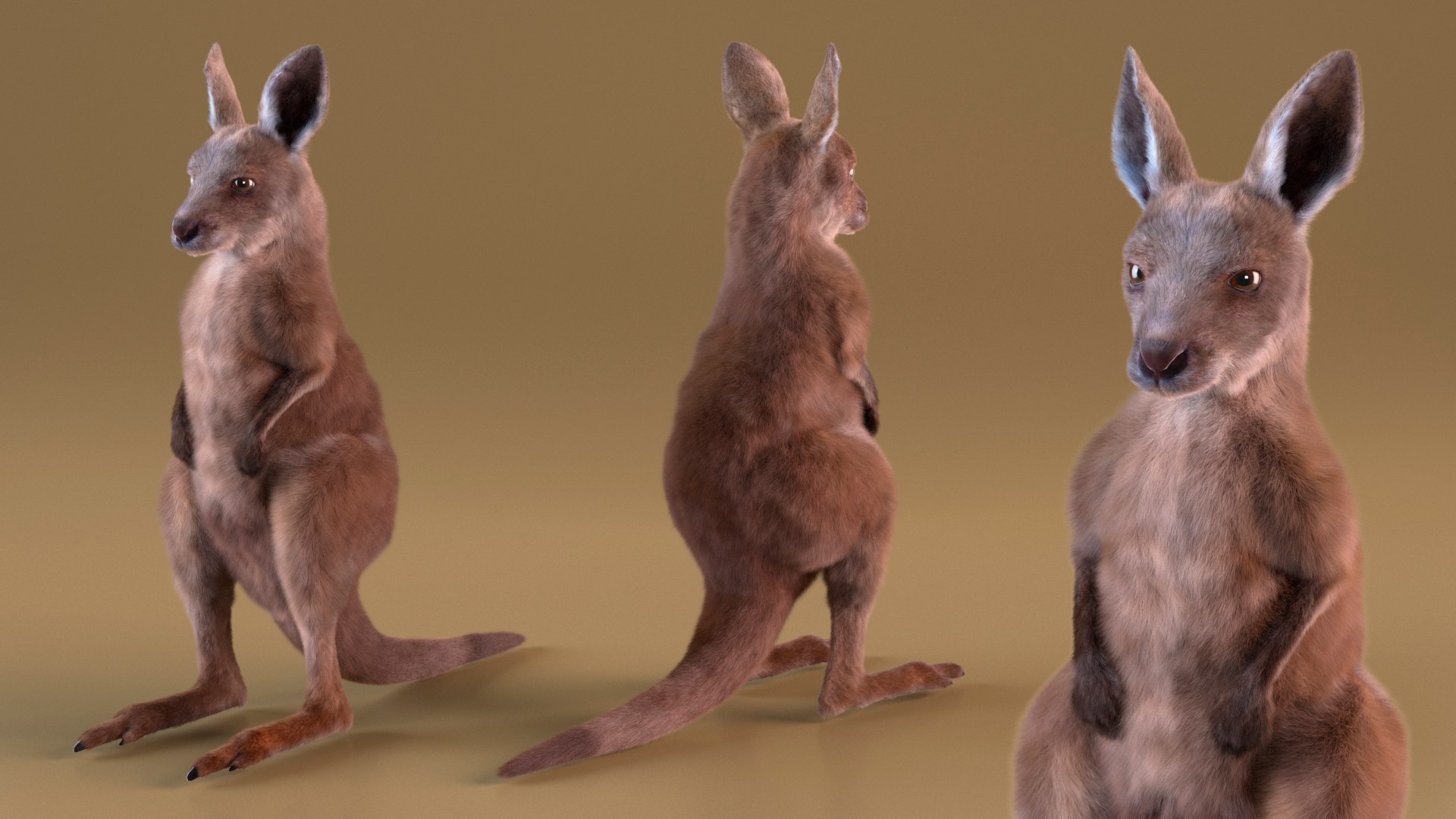Baby Kangaroo In Standing Pose Fur Model - TurboSquid 2250665