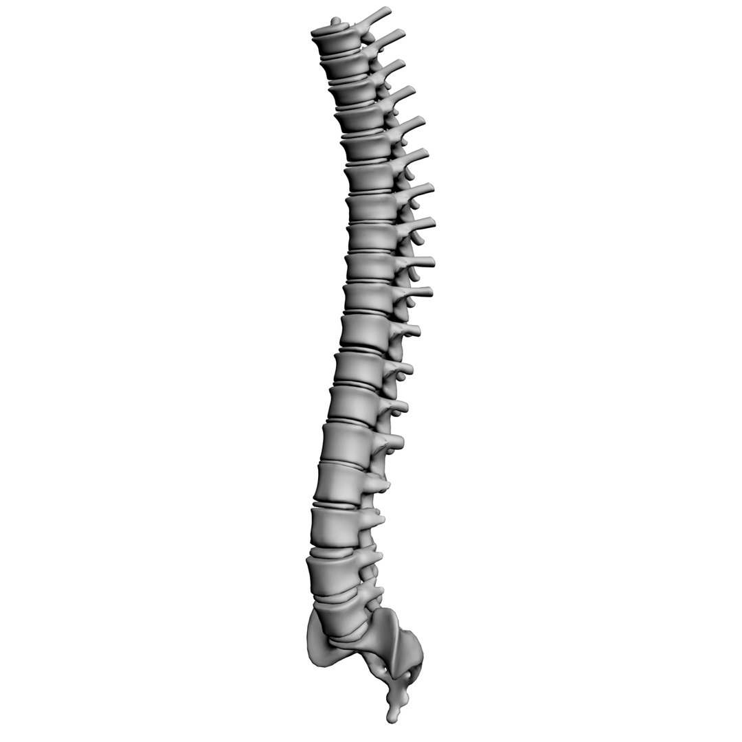 Human Vertebral Column 3d Max